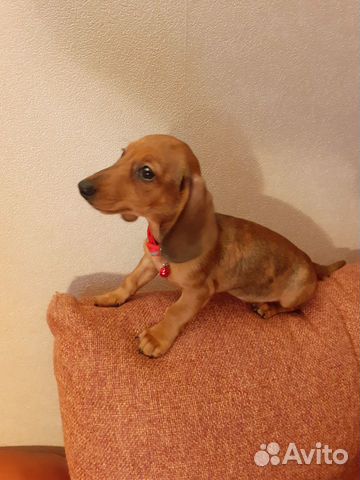 Мраморная минюшечка Оджи