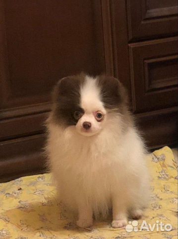 Померанский шпиц мальчик