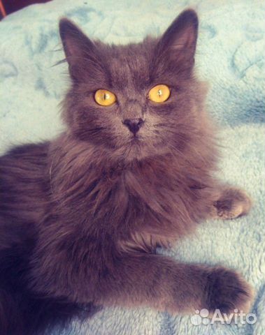 Нереально красивая кошечка