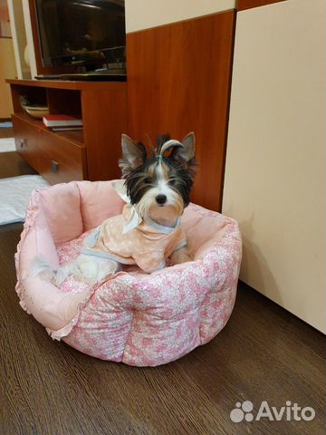 Мини девочка Бивер Йорк