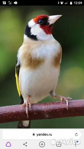 Певчие птицы