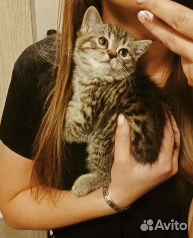 Котенок британской породы