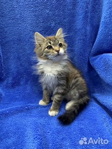 Радость в дом - пушистый мурлыкающий друг