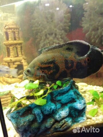 Астронотус