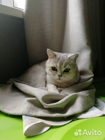 Отдам породистого кота в добрые руки