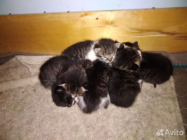 Котята и кошечка - мама