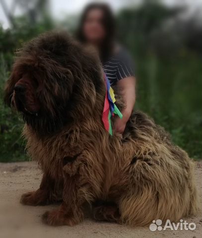 Питомник тибетский лев тибетский мастиф 100 китай