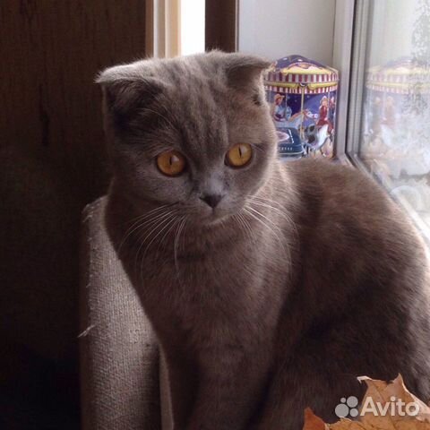 Шотландская веслоухая кошка