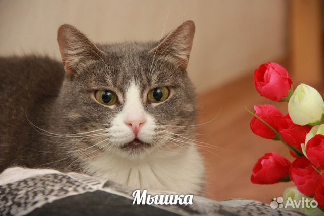 Мышка кошка серый белый дымчатый голубой цвет
