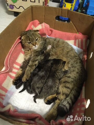 Вислоухие котята