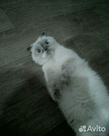 Кошка вислоухая отдадим