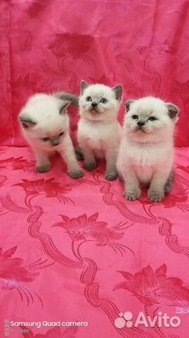 Шотландские плюшевые котята