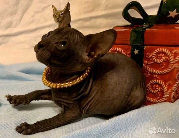 Донской сфинкс