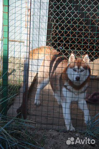 Хаски красавчик