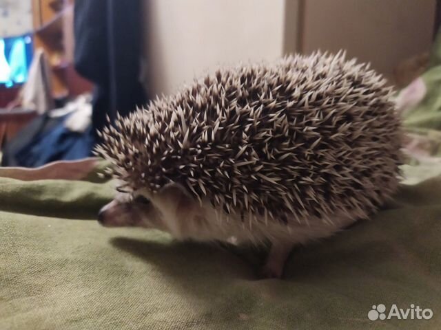Африканский карликовый ежик