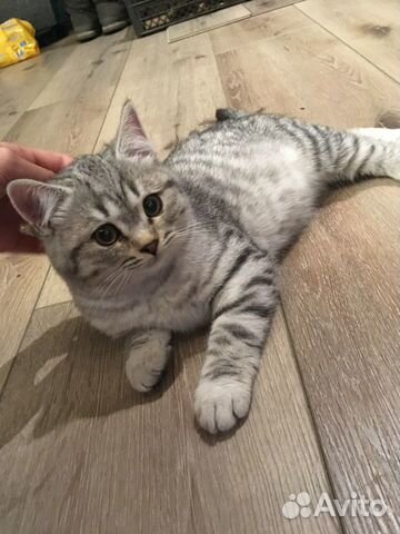 Продаются британские котята