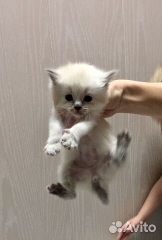 Котята помесь сиамская с невской маскарадной