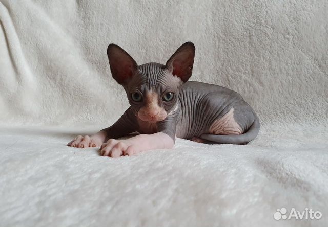 Голые котята Канадского сфинкса