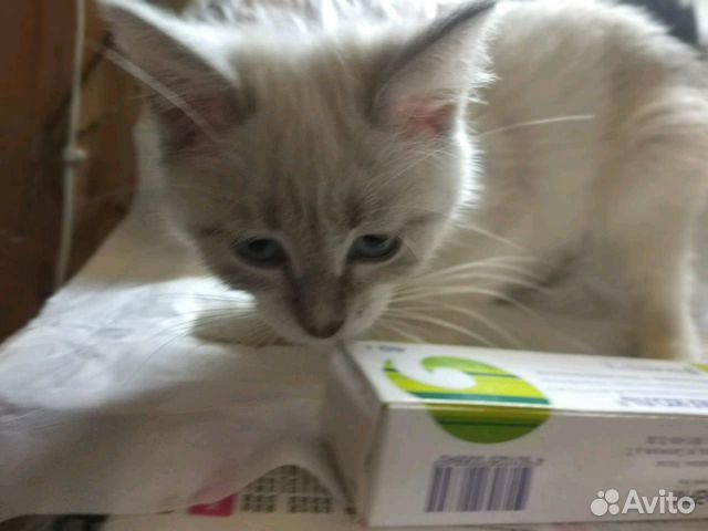 Шотландский голубоглазый красавчик 3 мес