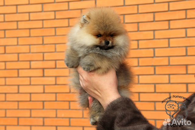 Эксклюзивный мальчик