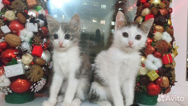 Котики