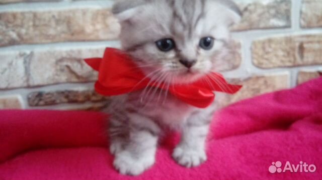 Котятки-медвежатки