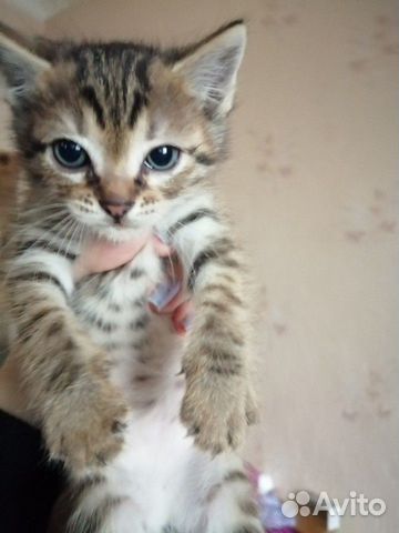 Котёнок мальчик