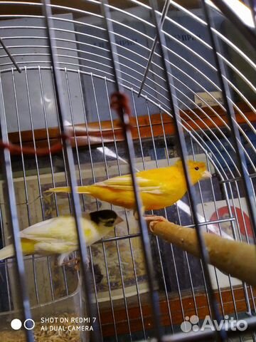 Канарейки молодые: оранжевый хохлатый самец и лимо