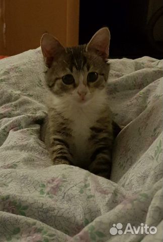 Котенок в семью