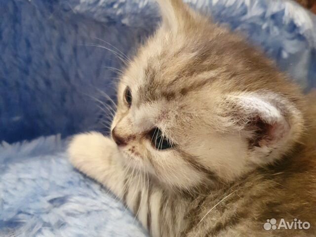 Котята