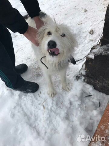 Снежный крупный пес)