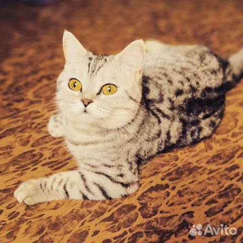 Котенок - лучший подарок