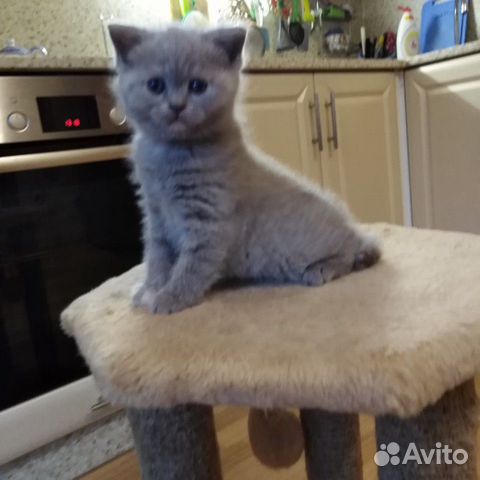 Шотландский котеночек девочка