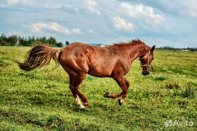 Мерин на продажу