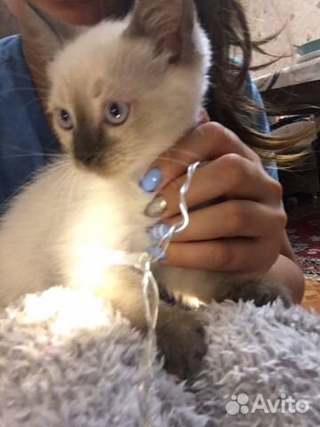 Котята американский керл и британка котёнок