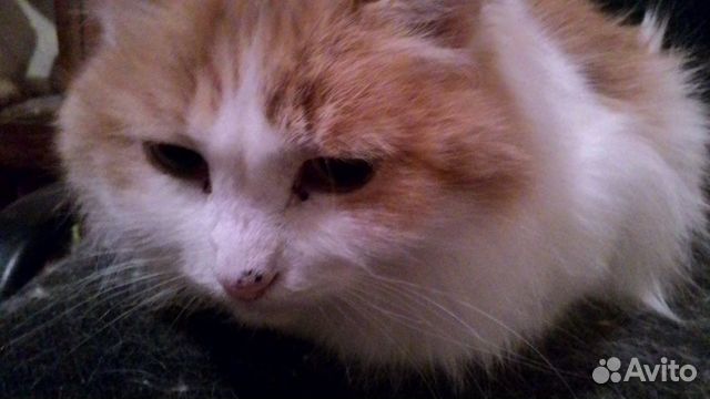 Кошка Маша в добрые руки