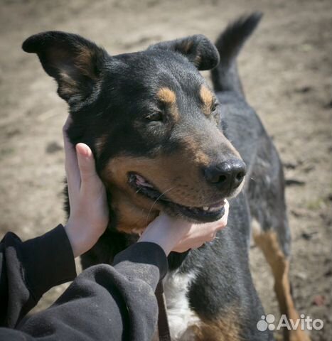 В добрые руки, собака для всей семьи