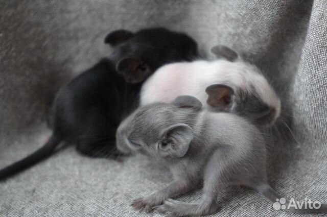 Дегу цветные г. Москва