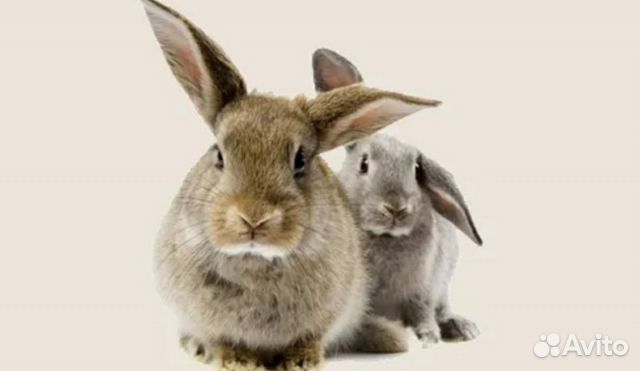 Кролик живым весом