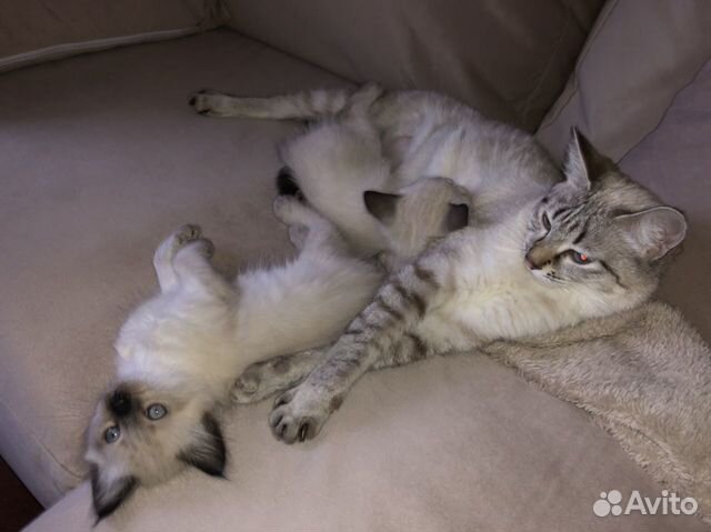Котята