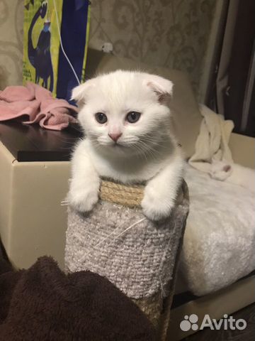Девочка вислоушка