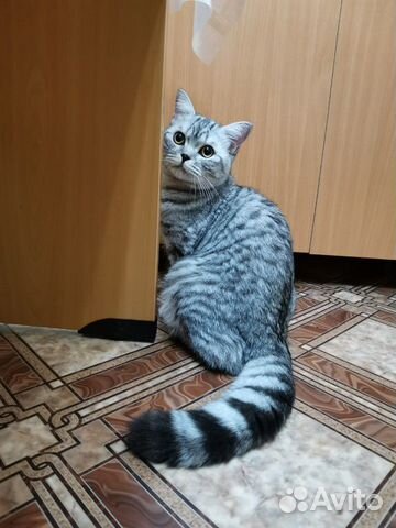 Кот Барсик Отдадим в хорошие руки