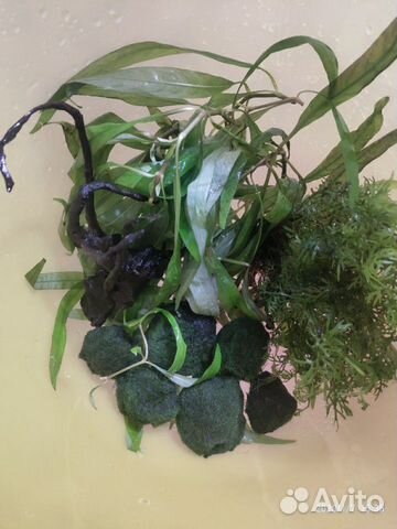 Аквариум прополка и мхи