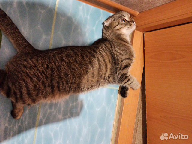 Кошка вязка