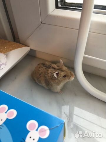 Отдам бесплатно джунгарского хомяка