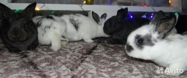 Кролики (крольчата 1, 2,3 месяца