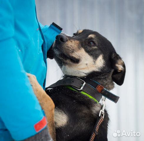 Томас.Собака-друг в добрые руки