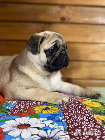 Красотка Плюша