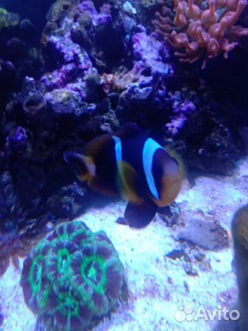 Клоун кларка шоколадный