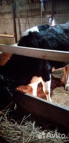 Тельные телки